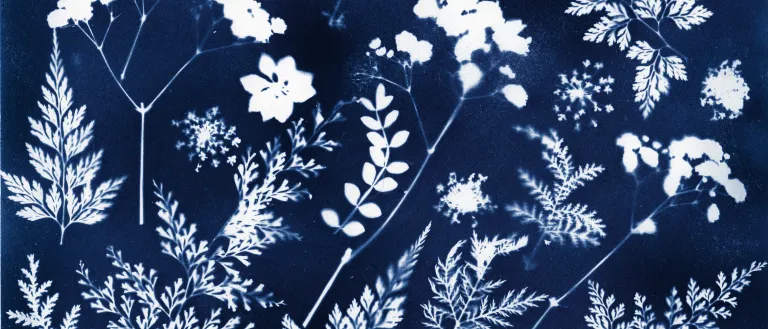 Cyanotypes: Intro to Printing Images | Brookgreen